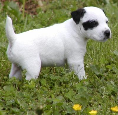 miniature jack russell - PUPPIEz