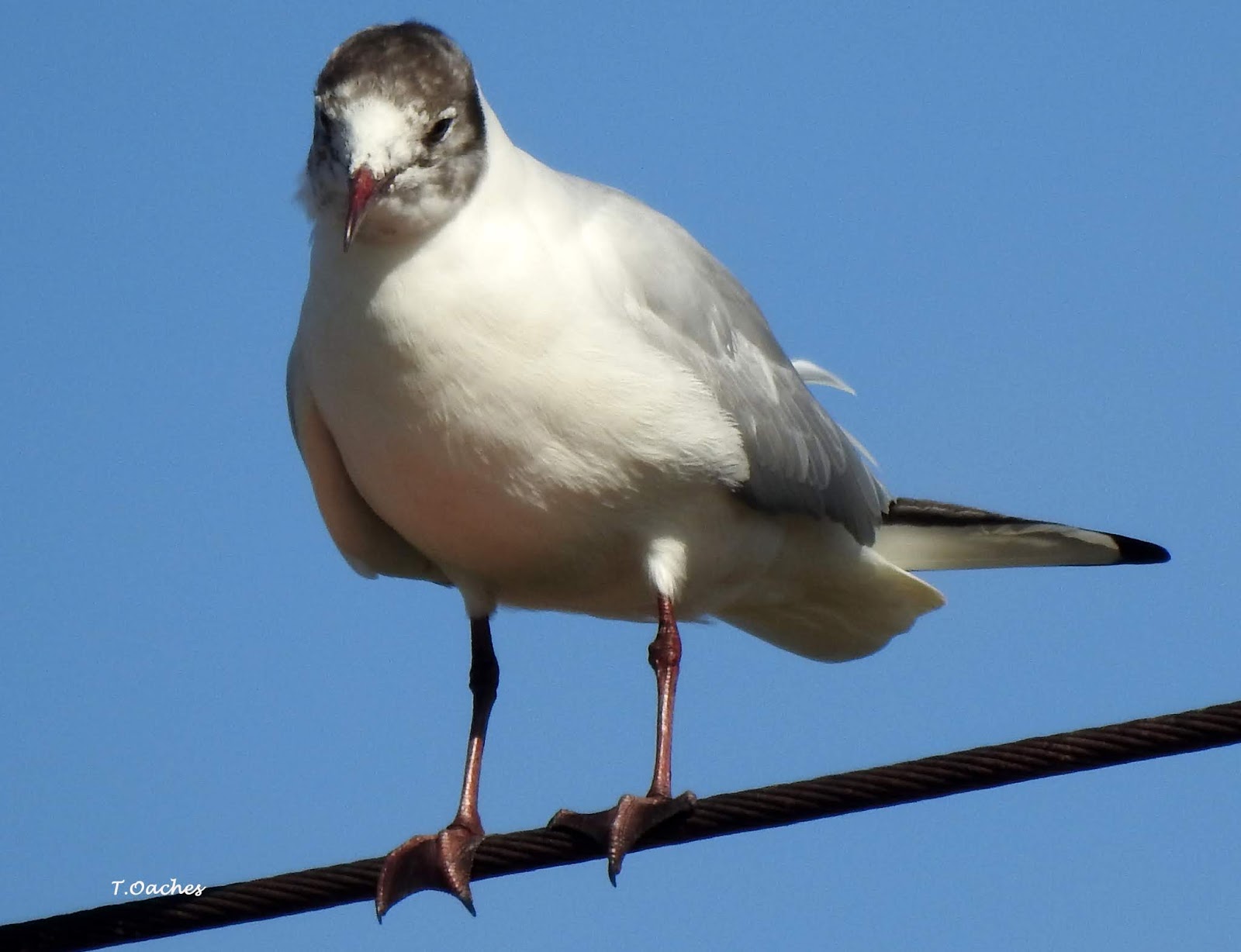 PASARI DIN ROMANIA: PESCARUSUL RAZATOR, Chroicocephalus ridibundus