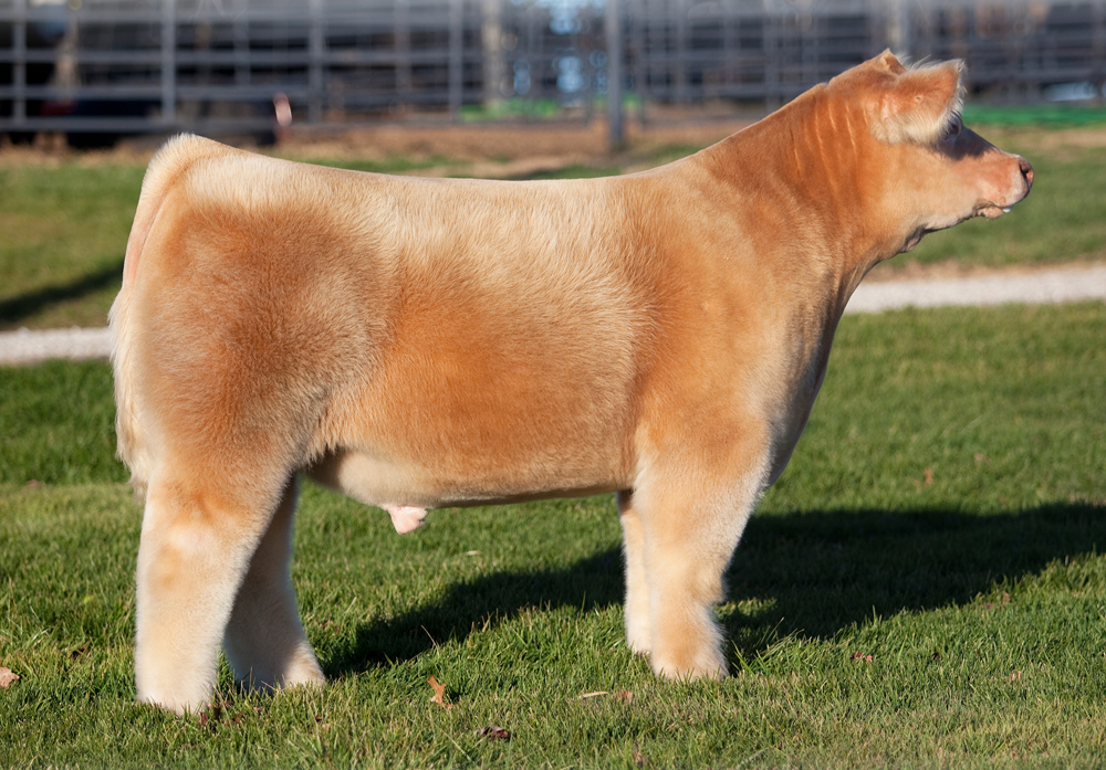 RCC Blog: Rodgers Bulls