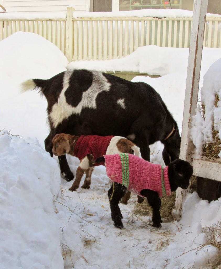 Lally Broch Farm: A Maine Family Homestead: Goat UTI, Urinary Calculi ...
