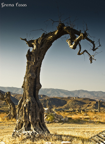 EL FUTURO ESTÁ EN LAS ROSAS: El árbol seco