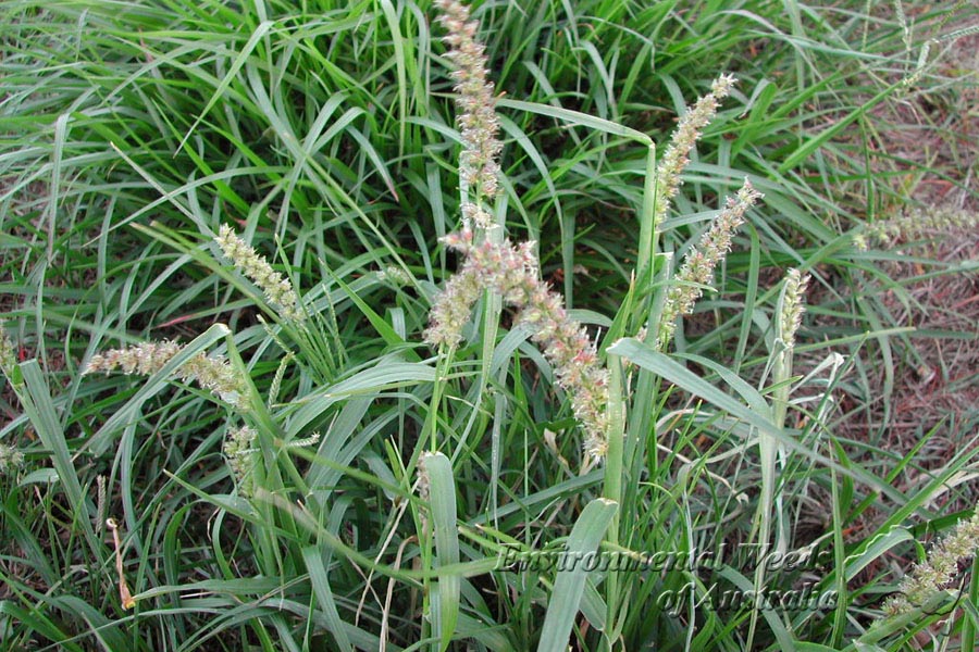 Papo Vives Sacerdote del Bosque: Coliseao Dalmau Quebradillas Plantas