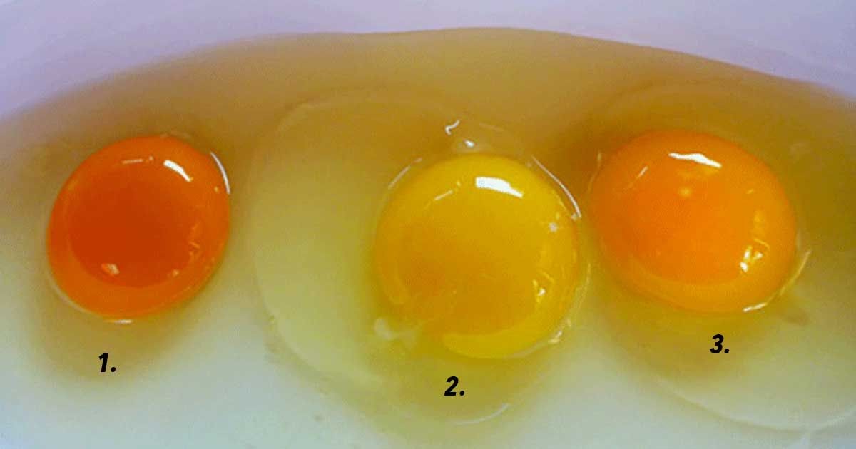 Do you know what your egg yolks are telling you? - Handy DIY