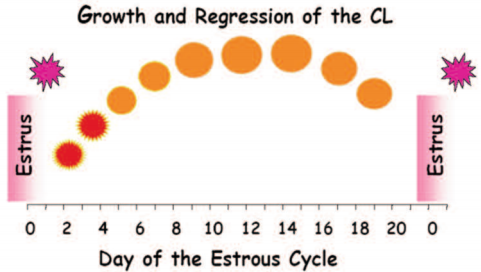 The Oestrus/Estrus Cycle - Vet in Training
