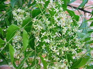 Sparks Mexico: Flowering Neem