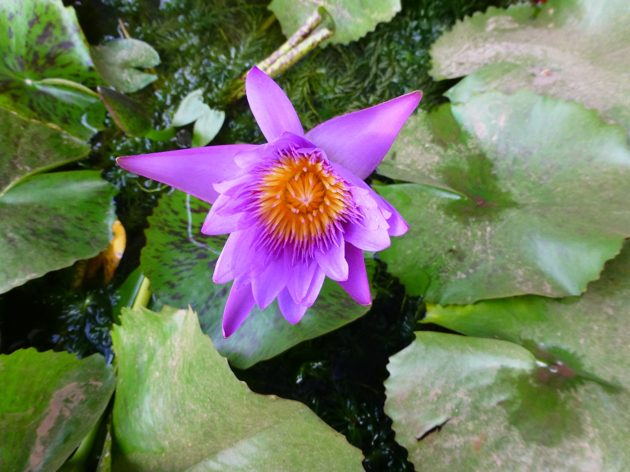 SinhCity: Flowers of Laos