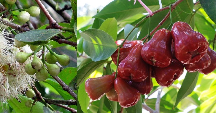 Cara Mengatasi Bunga Jambu Air Yang Sering Rontok | -Petani TOP-