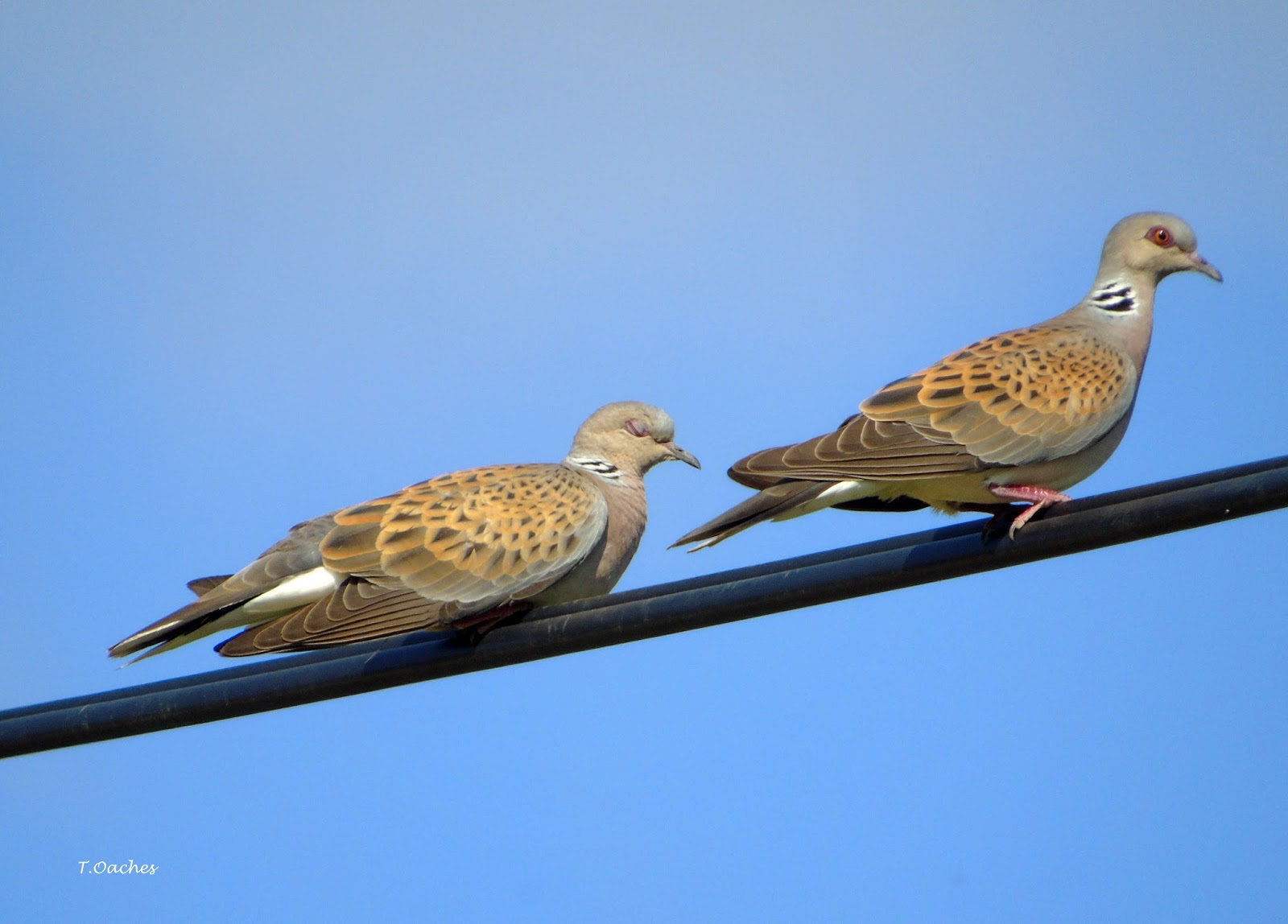 PASARI DIN ROMANIA: TURTURICA, Streptopelia turtur