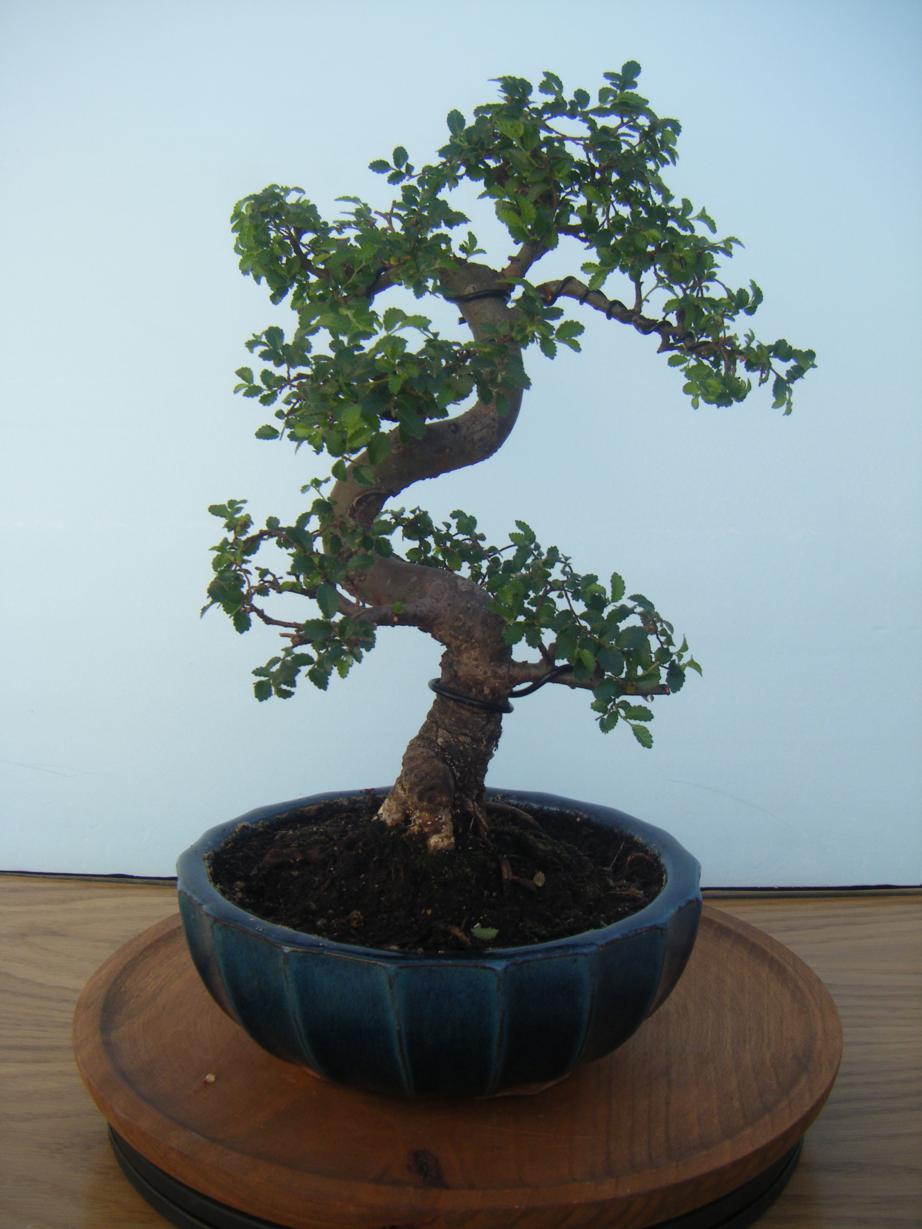 Hobbie Bonsai: OLMO CHINO