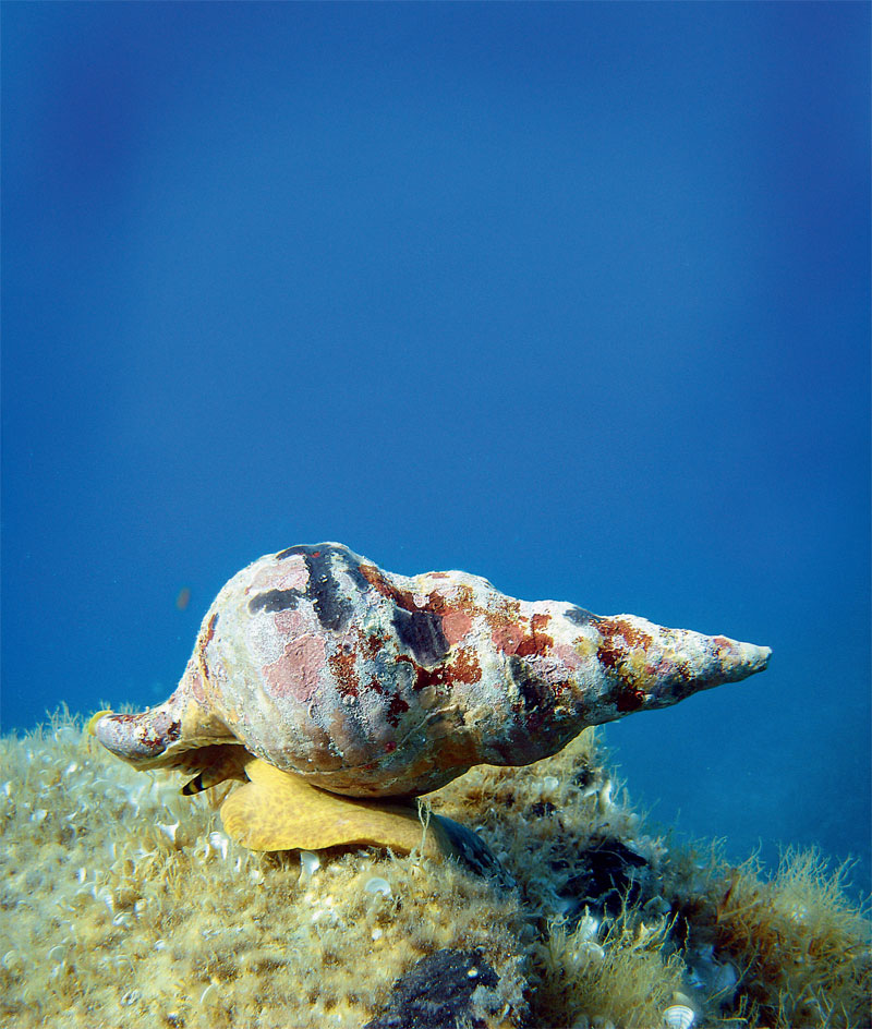 sxolikes...ataxies: Η ΜΠΟΥΡΟΥ