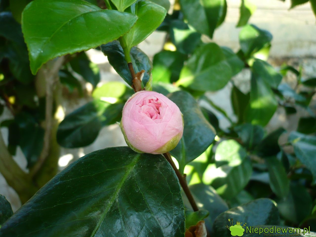 niepodlewam: Kamelia japońska - jak uprawiać