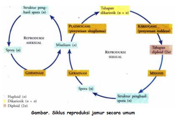 Reproduksi Jamur (Fungi)
