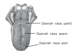 Fungsi Lidah Dan Kelenjar Ludah - Update Info