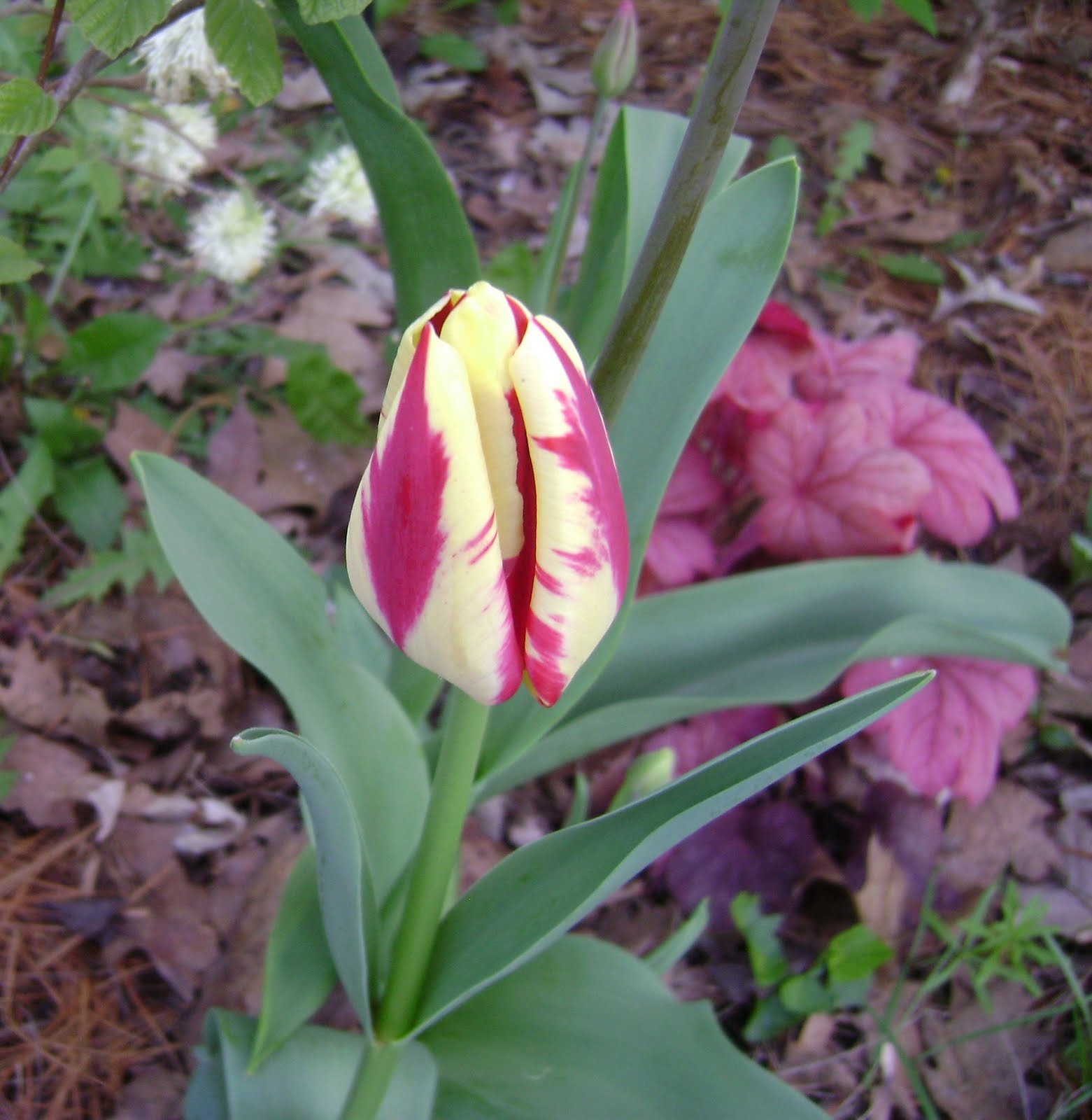 Prairie Rose's Garden: May 2011