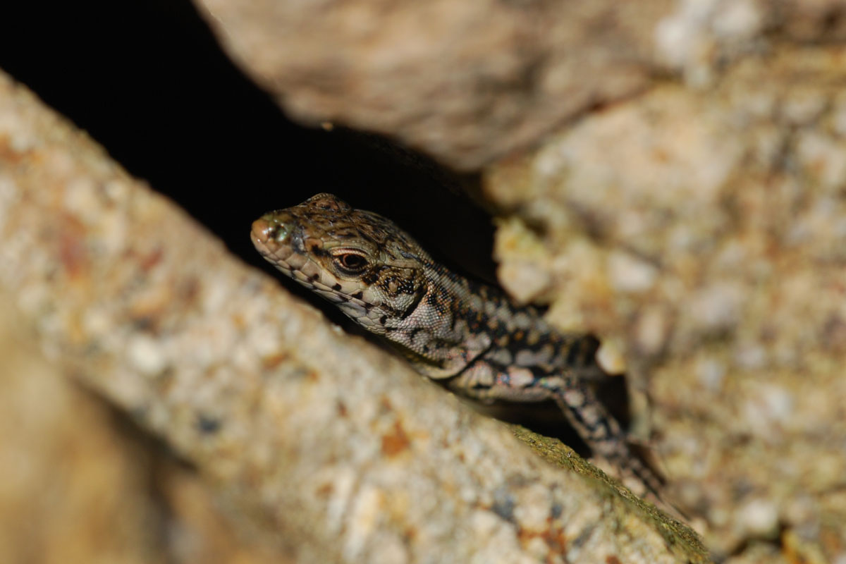Yorkshire Field Herping and Wildlife Photography: Another Winter ...