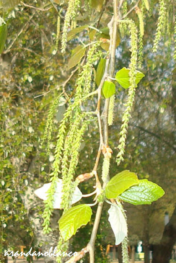 parquealamillo-encinarosa: Populus alba - Álamo blanco - especie ...