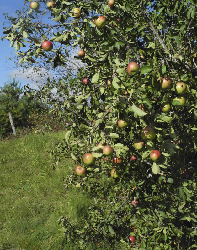 Studio and Garden: The Death of a Tree