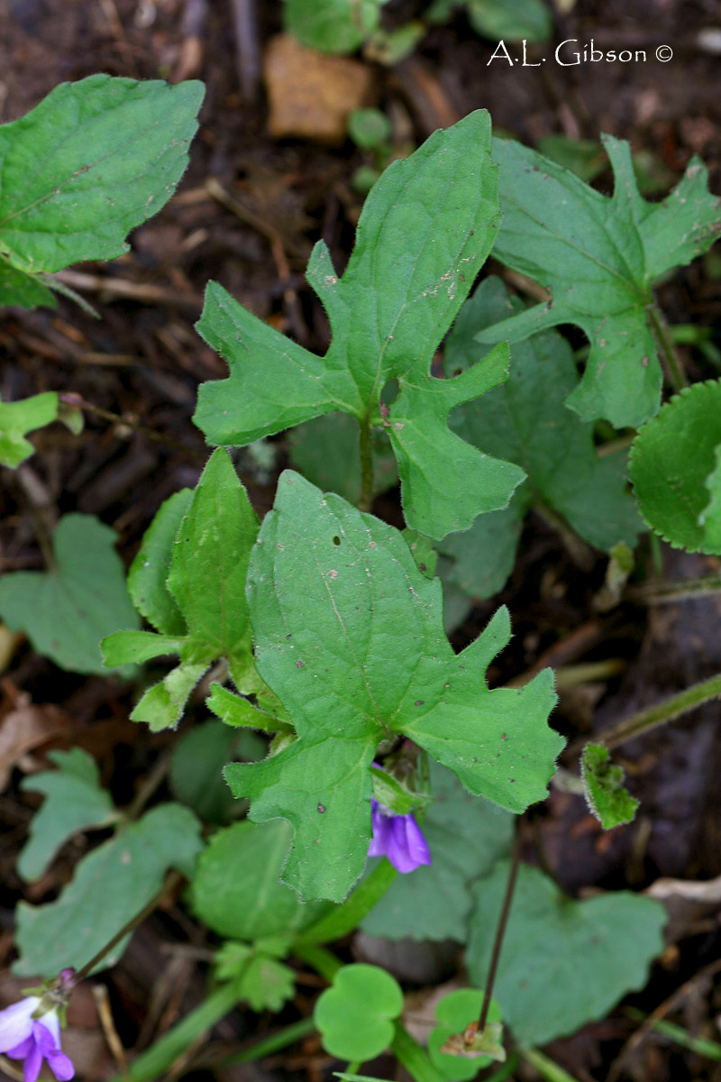 The Buckeye Botanist: Roses are Red, Violets are Blue and Yellow, Green ...