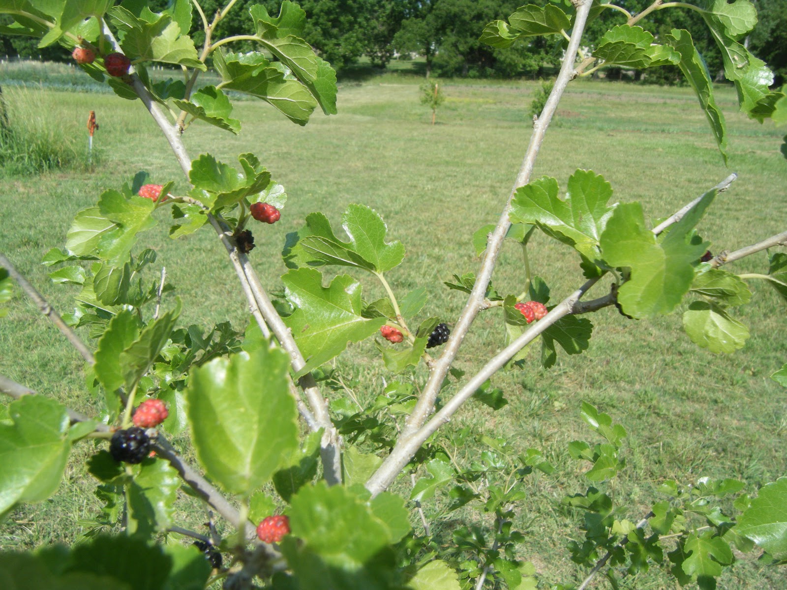 Windy Acres Diary: Mulberry Tree