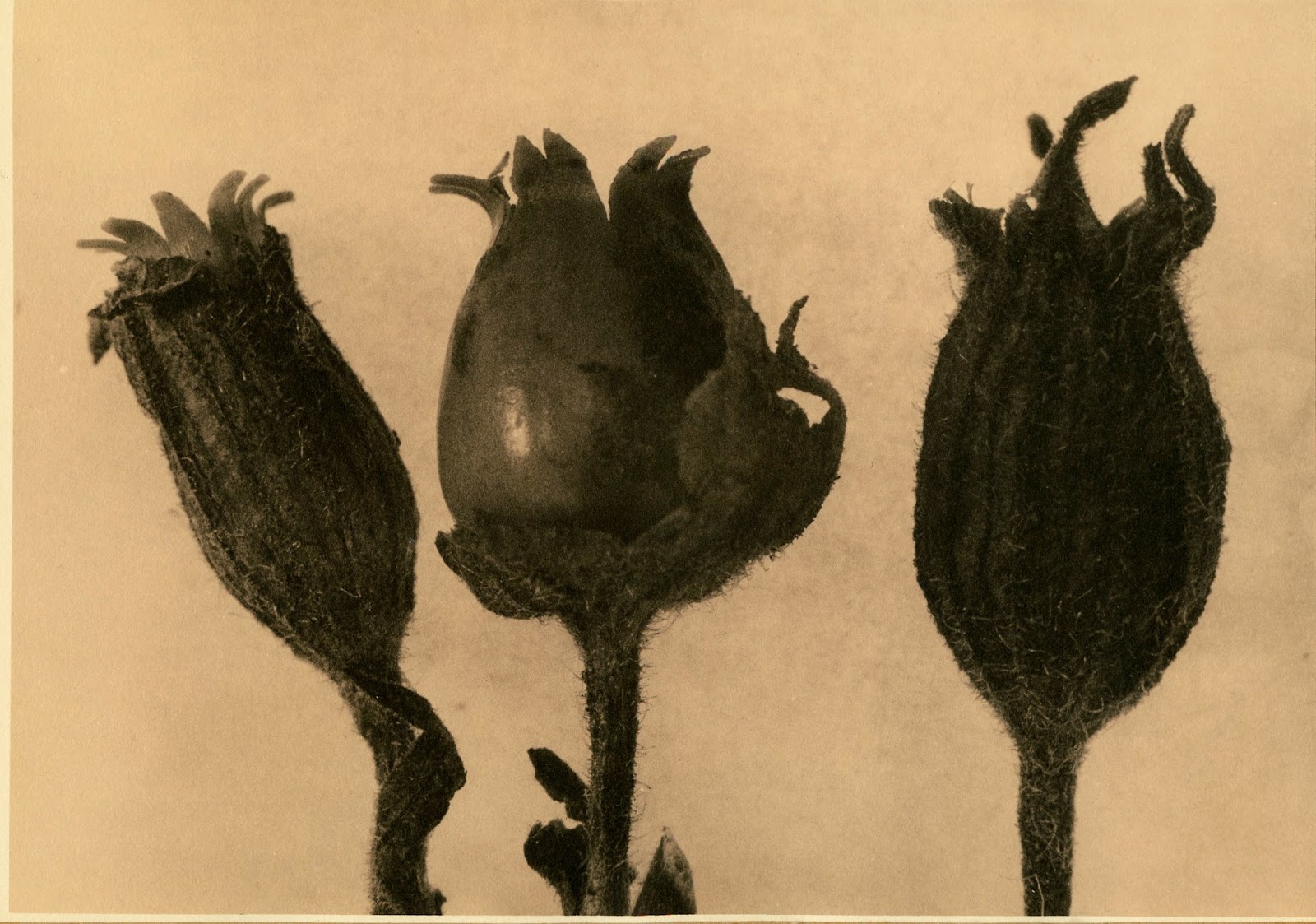 PHOTODOCUMENT & pinhole: Lith print - moja walka (2) czyli jak zostałem ...