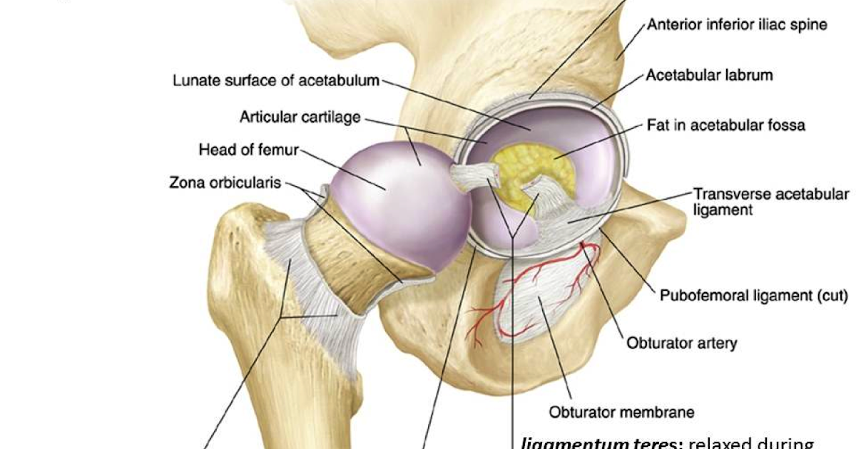 Physical Therapy DataBase Total Hip Replacement physical-therapy-database-total-hip-replacement