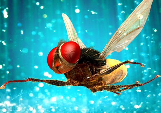 Eega (2012) Movie Stills and Description | FULL TOO MOVIE MASTI