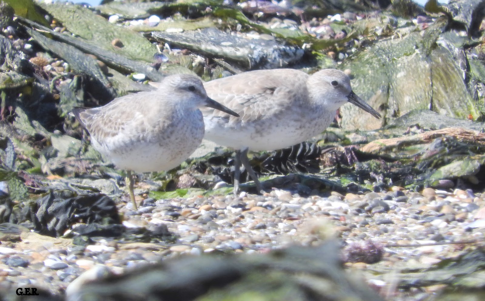 Aves del Golfo San Jorge: Playero rojizo (Calidris canutus)