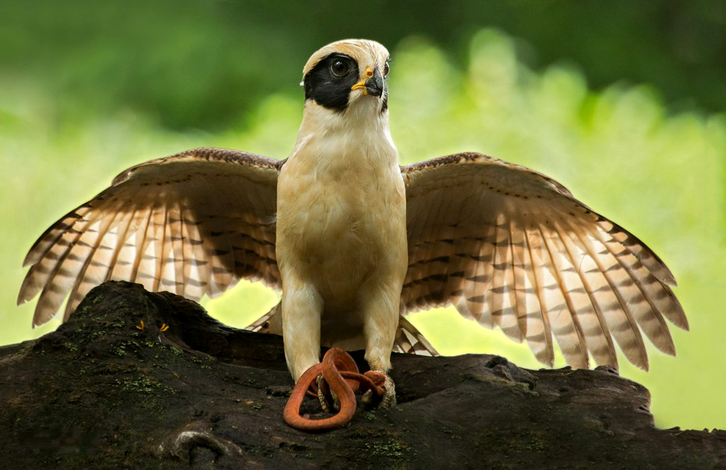 Bellas Aves de El Salvador: Herpetotheres cachinnans (halcón guaco ...