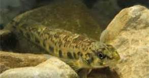 Gens des Îsles: Un poisson rare dans une rivière à Montmagny