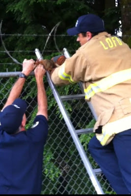 Four legged friends (and enemies): Firefighters save squirrel trapped ...