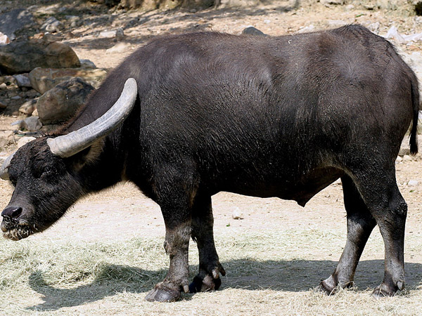 Water Buffalo | The Life of Animals