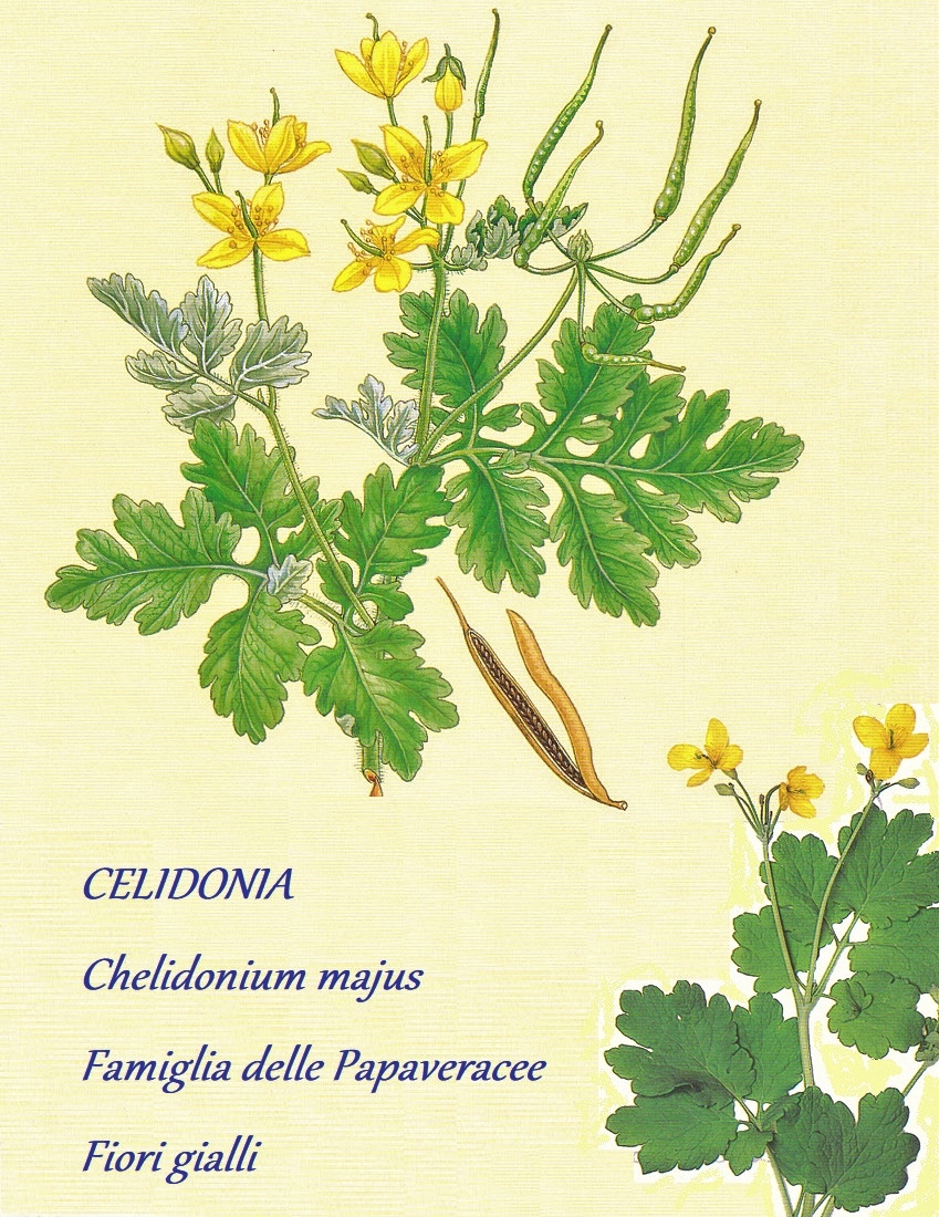 CELIDONIA (Chelidonia majus), contro le verruche - Blog di pociopocio