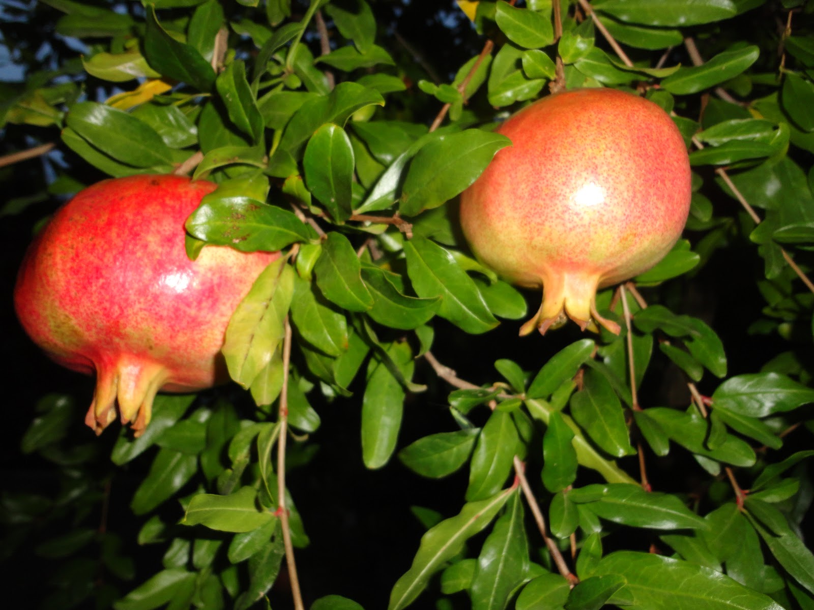 El Terrao - Dos urbanitas en el campo: TIEMPO DE... GRANADAS
