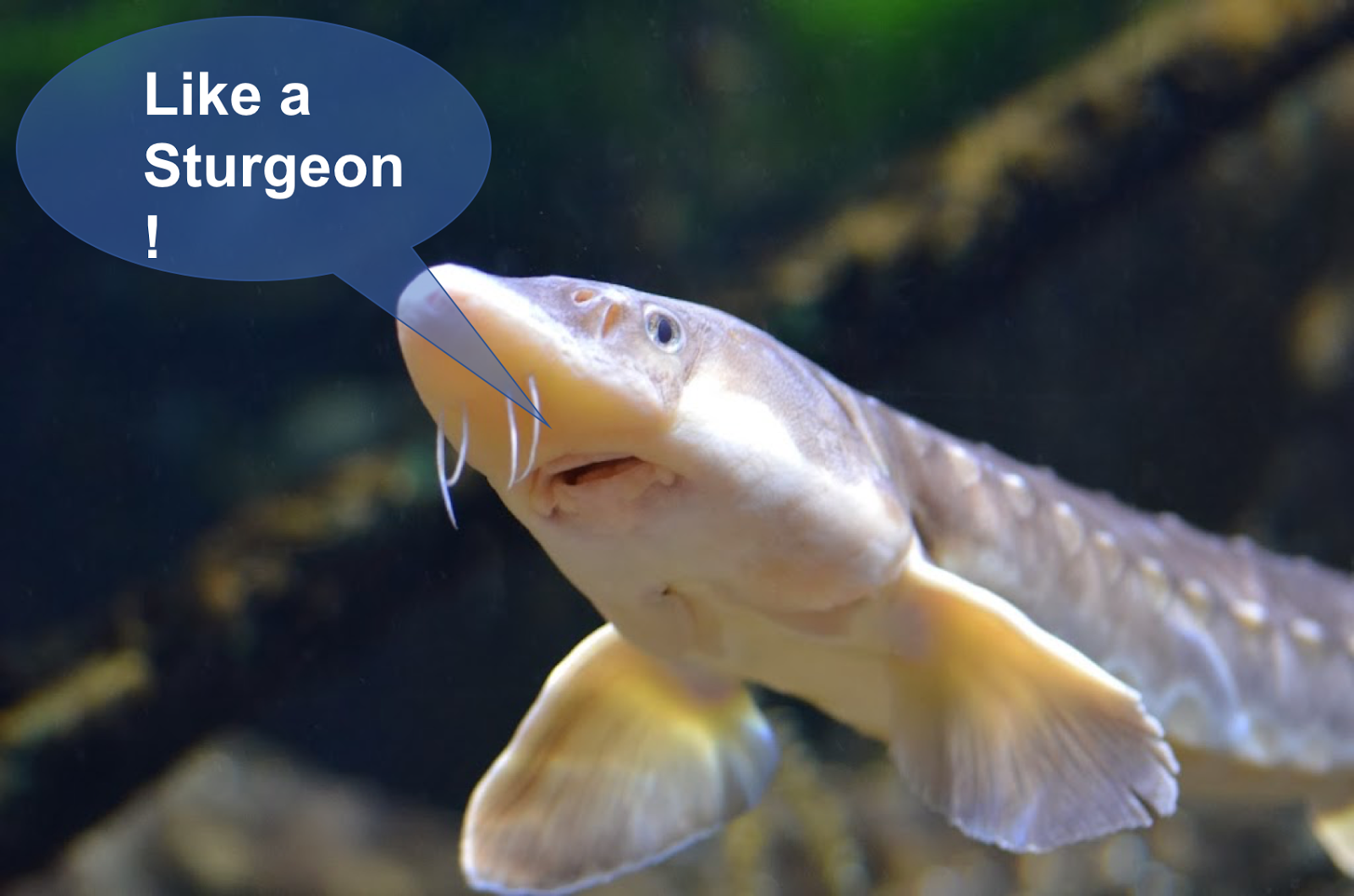 Virginia Tech Ichthyology Class : Playlist for Fish Nerds, by #TeamFish ...