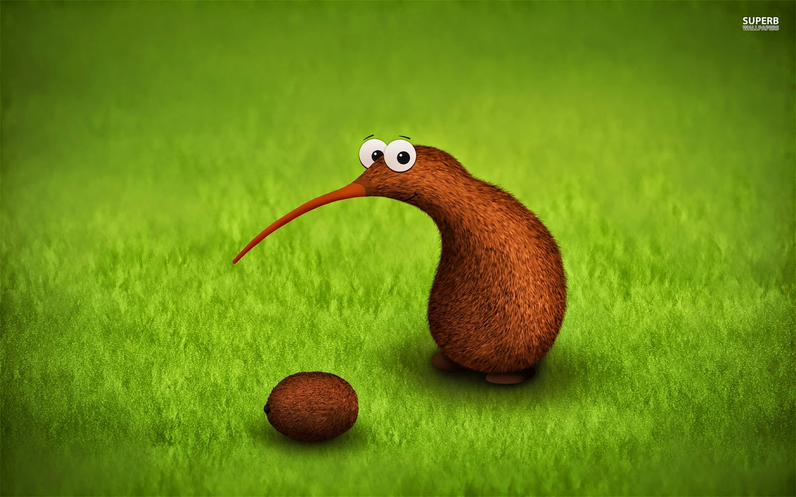 KIWI BIRD photos - wallpapers | the fun bank