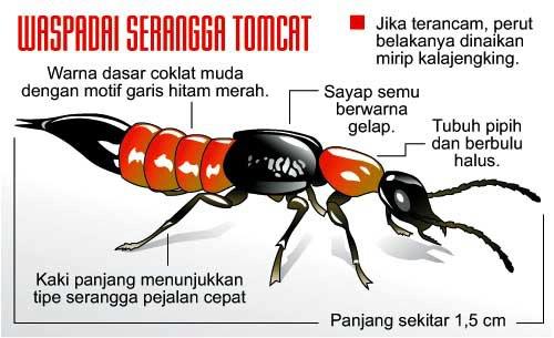 H O B B Y: Info Lengkap Tentang Serangga Tomcat