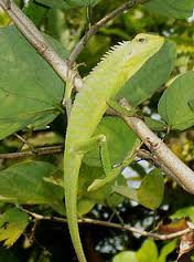 Tahukah Kamu ???: KLASIFIKASI DAN PENJELASAN BUNGLON SURAI (Bronchocela ...