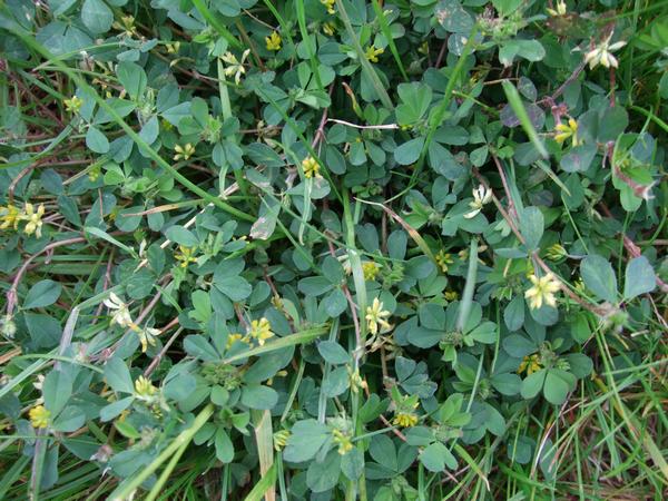 Lesser Trefoil - Yellow Suckling Clover ~ Lawn and Turf Care