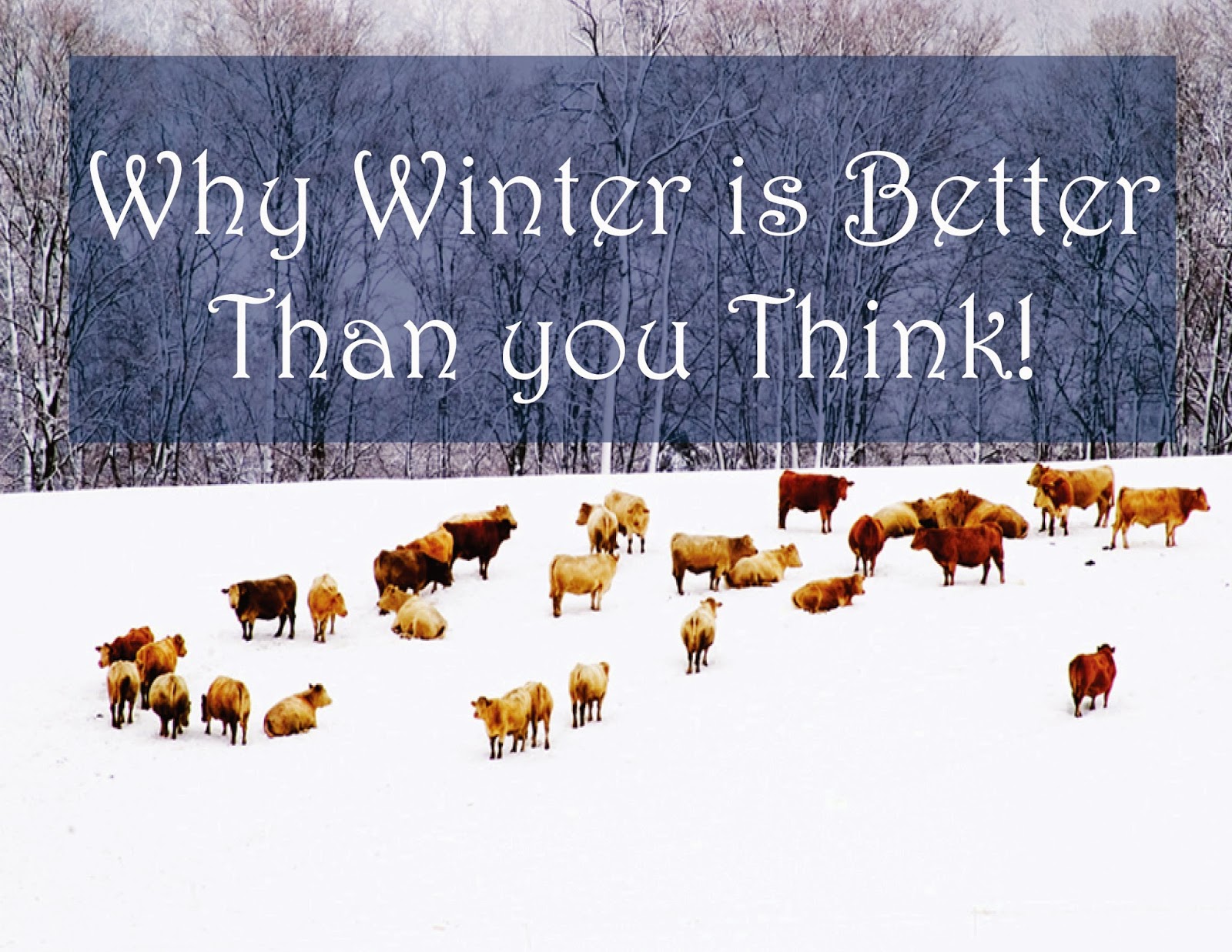 Ride It: Ten Reasons Why Winter is Better than Most Horse People Think
