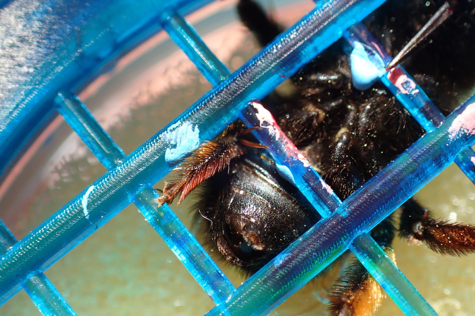 The Lyons Share: Potter Flower-bee (Anthophora retusa) thriving at ...