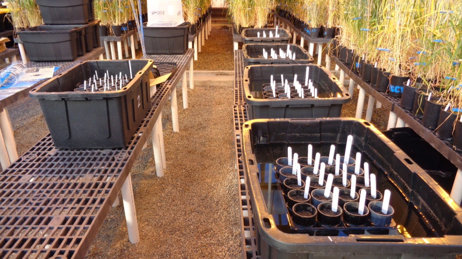 Sustainable crop production & natural resource conservation with better ...