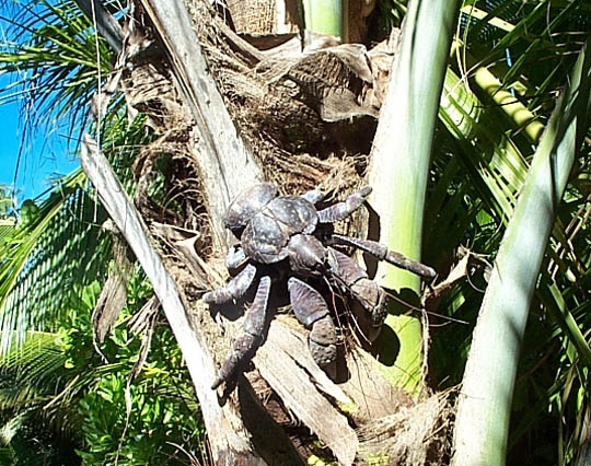 The coconut crab is the largest land-living arthropod in Indo-Pacific ...
