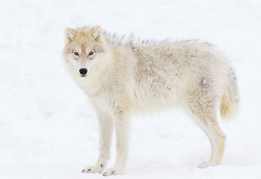 White Wolf : Jim Cumming's Stunning Photos Capture the Majestic Beauty ...