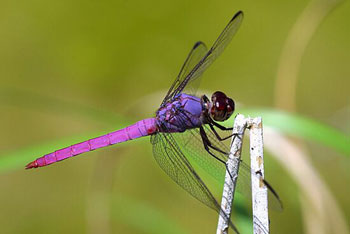 Dragonflies and Damselflies | Facts About All