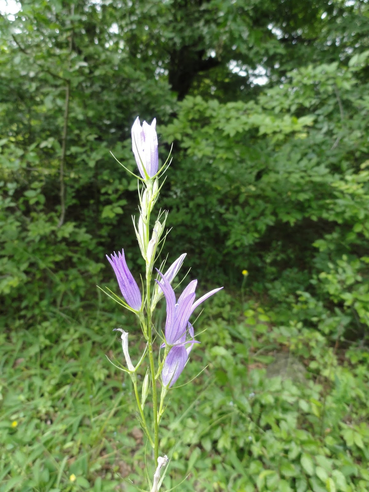 Frumusetile naturii: Clopotei (Campanula rapunculus)