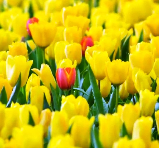 National Flower of Afghanistan