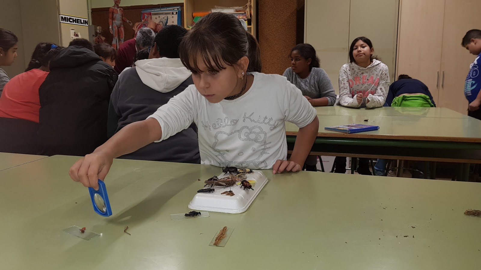 EL BLOG DE QUINTO DEL AMÓS: LABORATORIO: OBSERVACIÓN DE ANIMALES CON ...