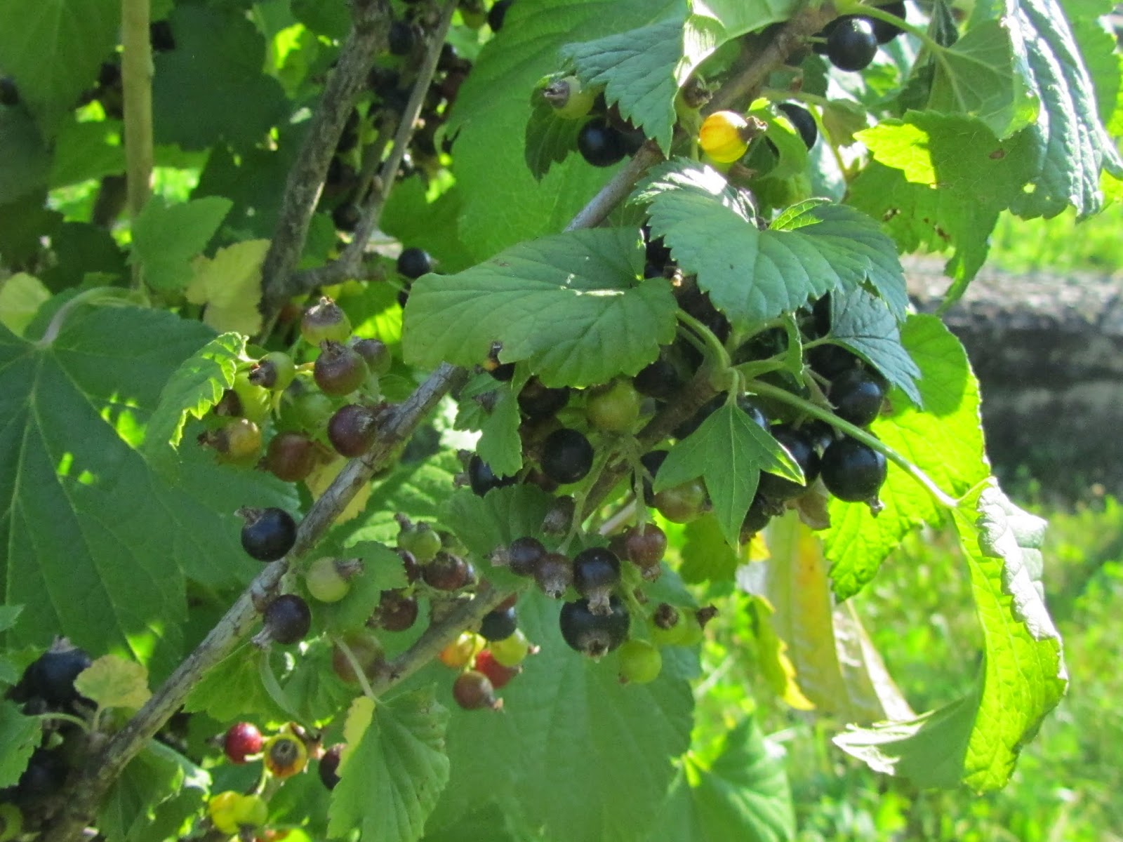 Come Coltivare il Ribes Nero (Ribes nigrum) | Il Gusto Della Natura
