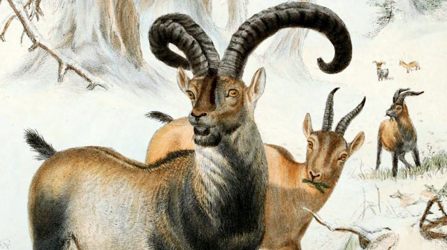 Cloning Extinct Animals