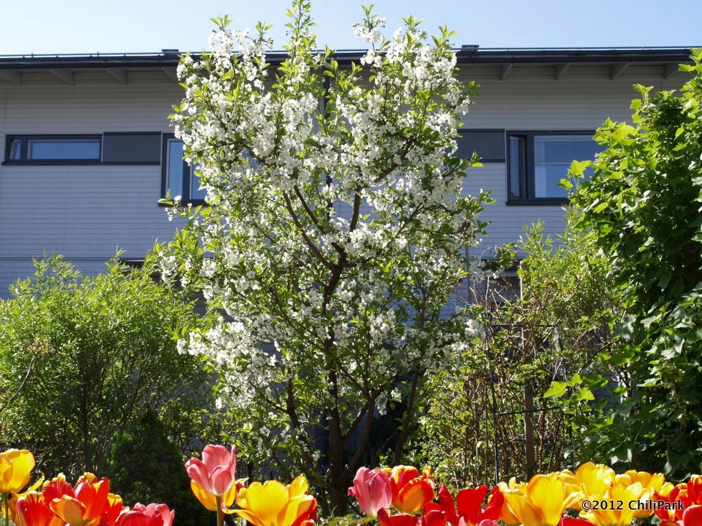 ChiliParkin Taimitarha: Kirsikkapuu